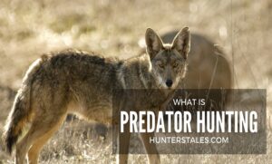 What Is Predator Hunting? Everything You Need To Know
